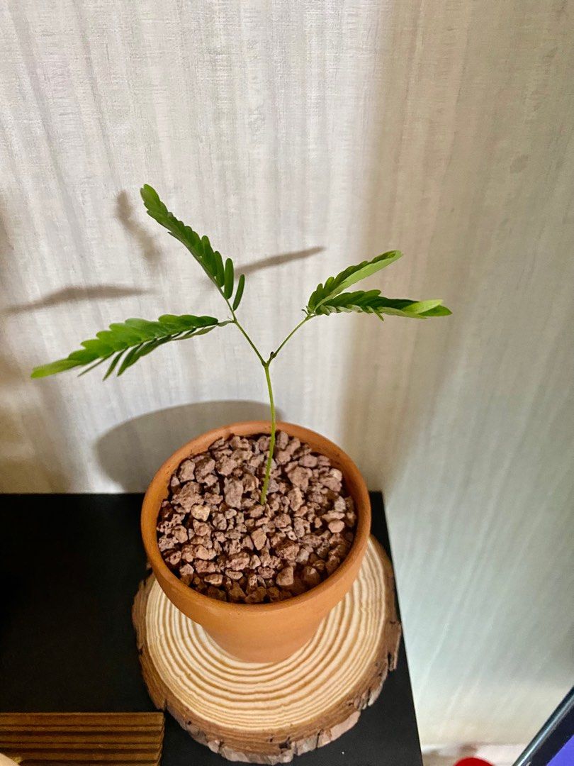 Everfresh tree in terracotta pot (from seedling), Furniture & Home ...