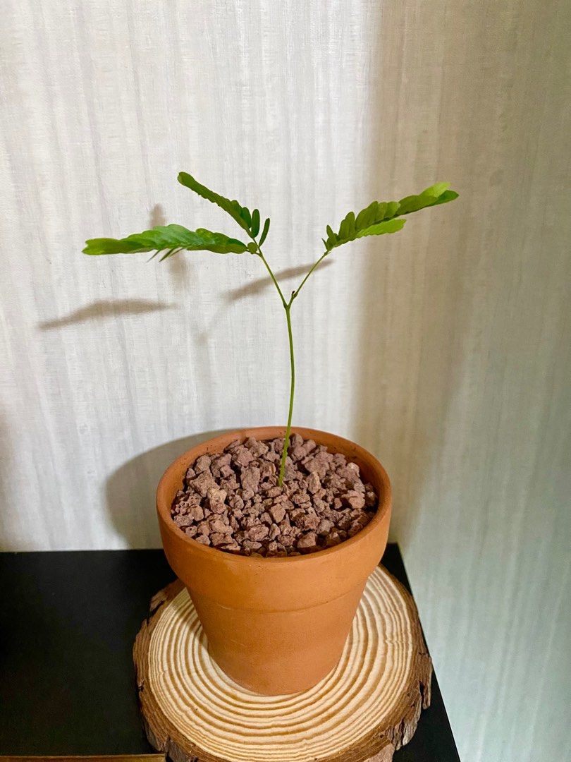 Everfresh tree in terracotta pot (from seedling), Furniture & Home ...