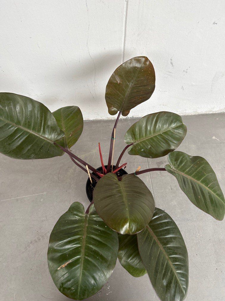 Philodendron Black Congo (Big Leaves), Furniture & Home Living ...