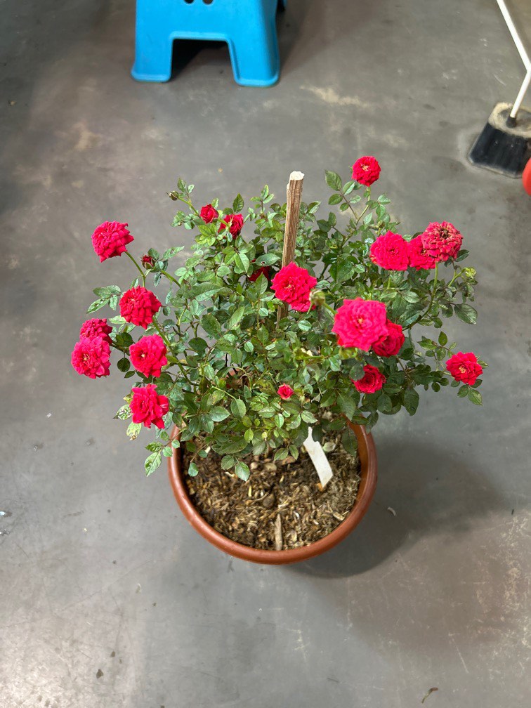 Red Miniature Rose Plant, Furniture & Home Living, Gardening, Plants ...