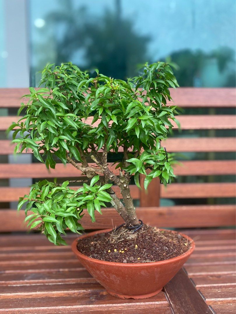 Double petal flower Shui mei shuimei bonsai Wrightia Religiosa #4 small ...