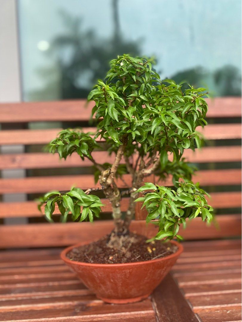 Double petal flower Shui mei shuimei bonsai Wrightia Religiosa #4 small ...