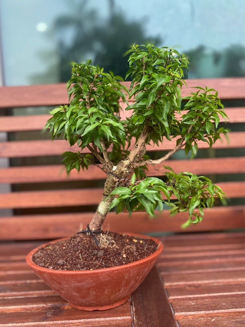 Double petal flower Shui mei shuimei bonsai Wrightia Religiosa #4 small ...