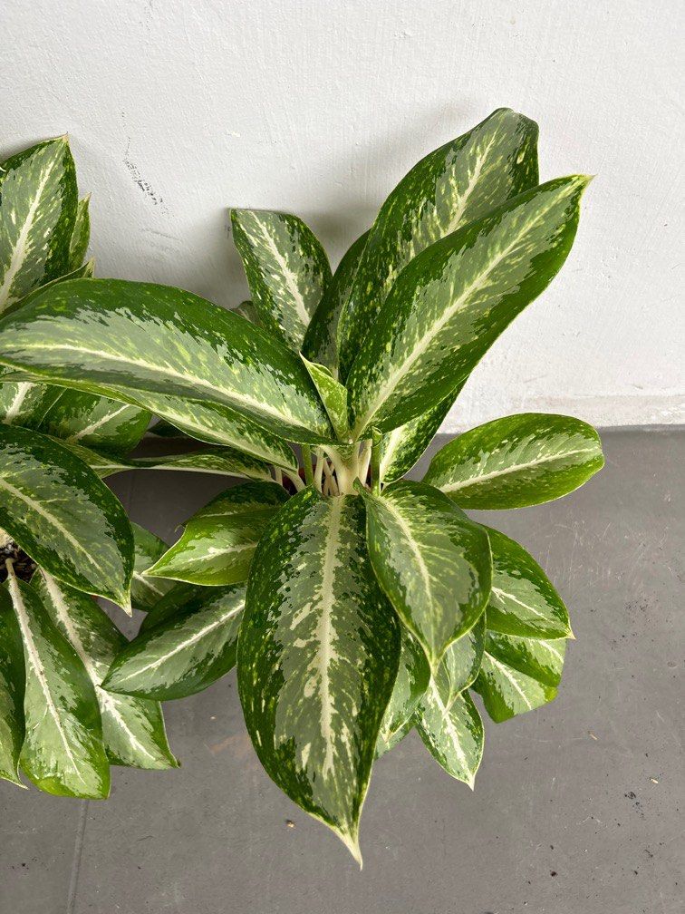 Aglaonema Snow White $12 each, Furniture & Home Living, Gardening ...