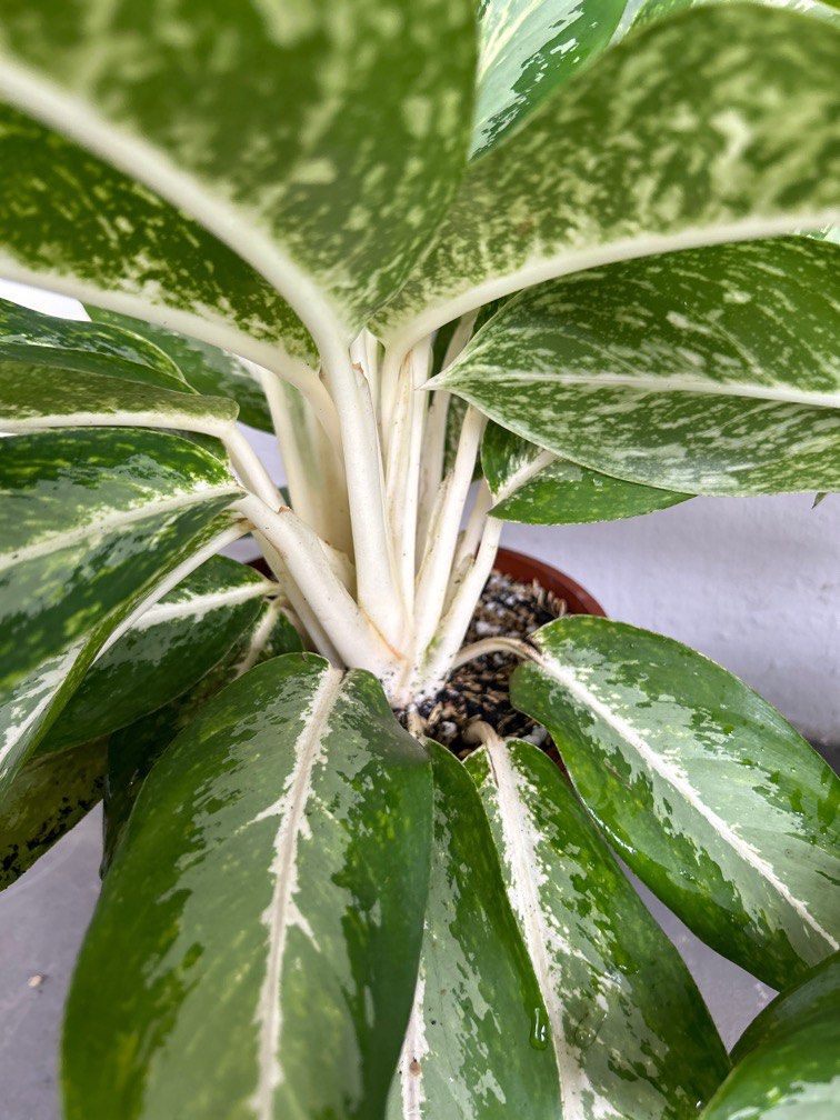 Aglaonema Snow White $12 each, Furniture & Home Living, Gardening ...