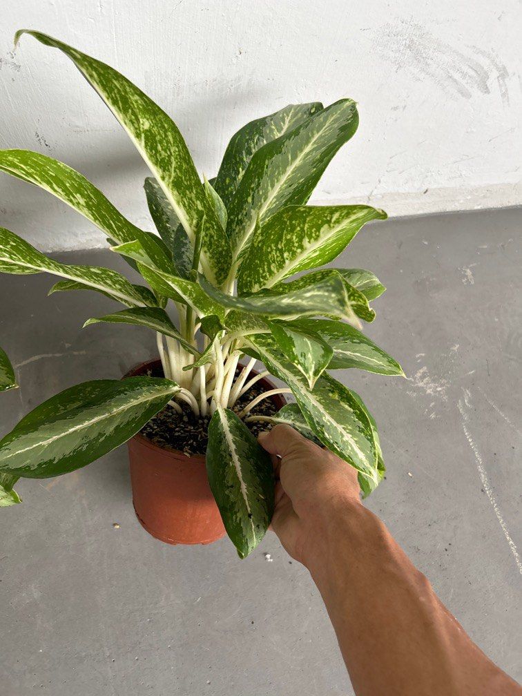 Aglaonema Snow White $12 each, Furniture & Home Living, Gardening ...