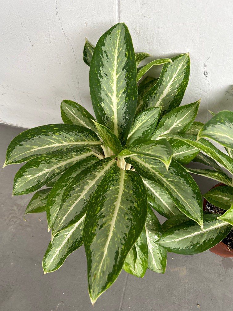 Aglaonema Snow White $12 each, Furniture & Home Living, Gardening ...
