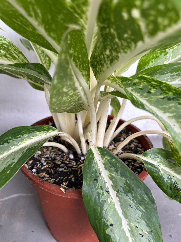 Aglaonema Snow White $12 each, Furniture & Home Living, Gardening ...