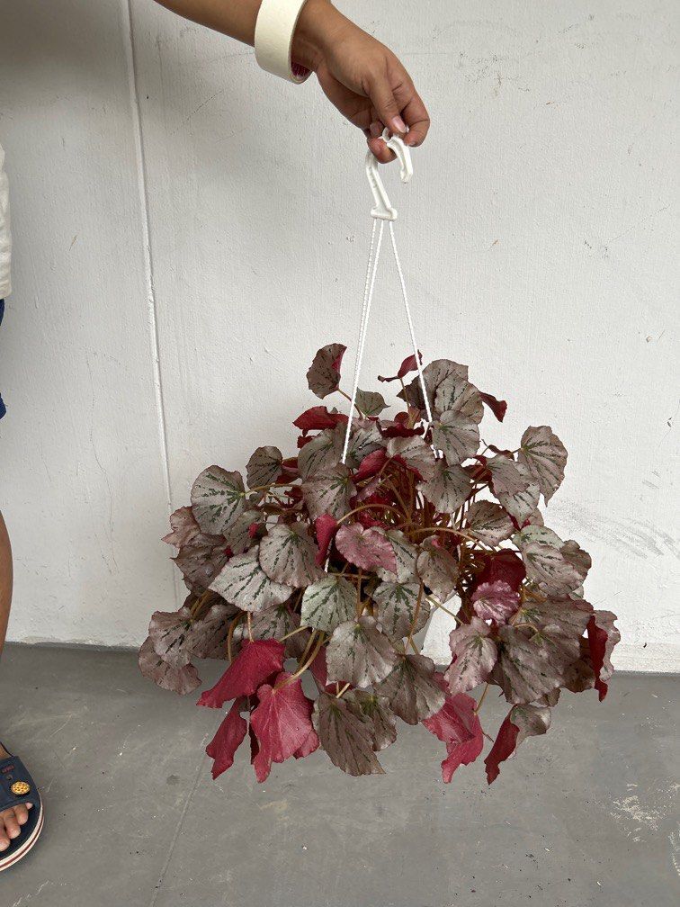 Begonia Martin Mystery in hanging Pot, Furniture & Home Living ...
