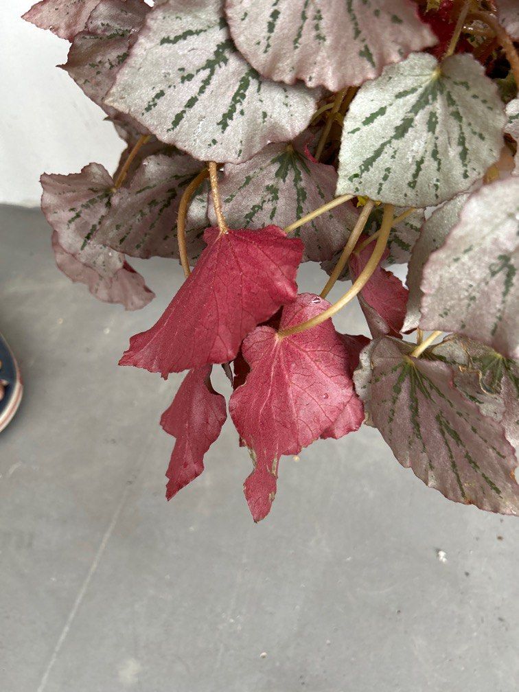 Begonia Martin Mystery in hanging Pot, Furniture & Home Living ...