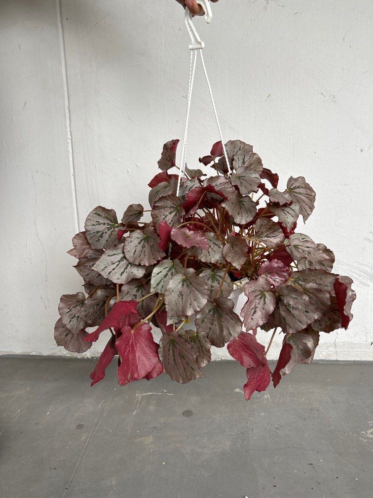 Begonia Martin Mystery in hanging Pot, Furniture & Home Living ...