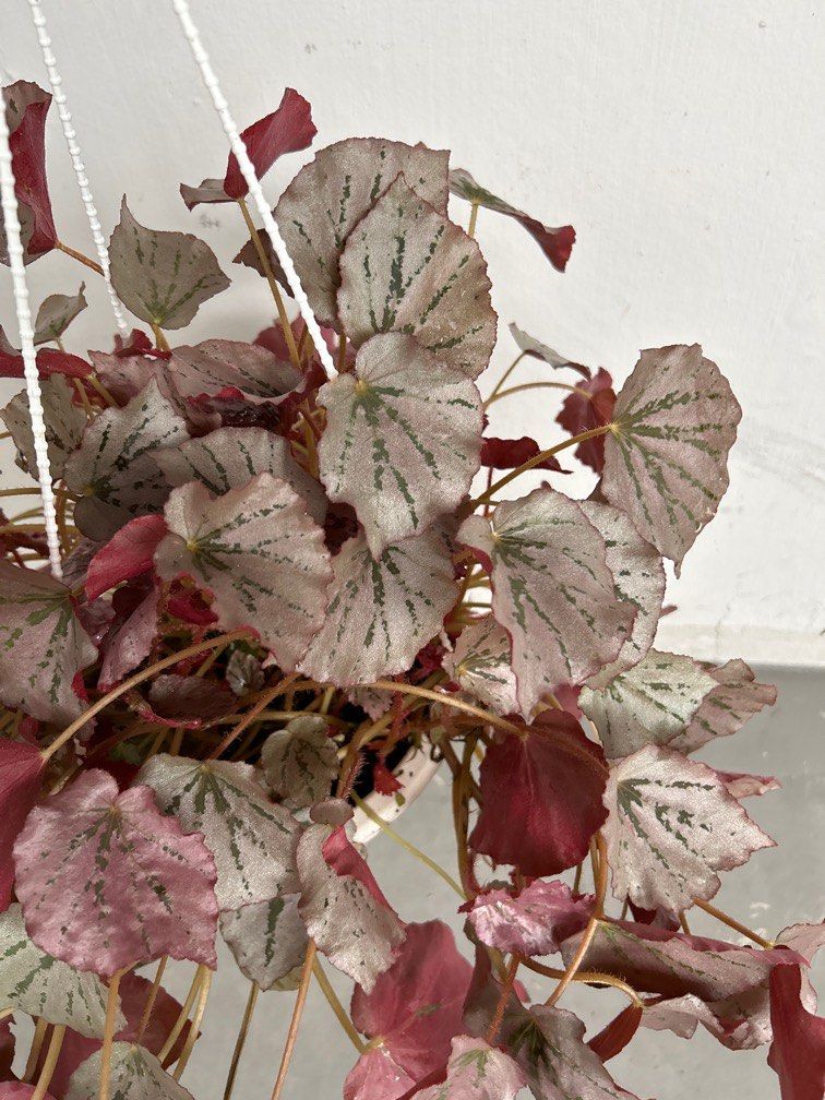Begonia Martin Mystery in hanging Pot, Furniture & Home Living ...