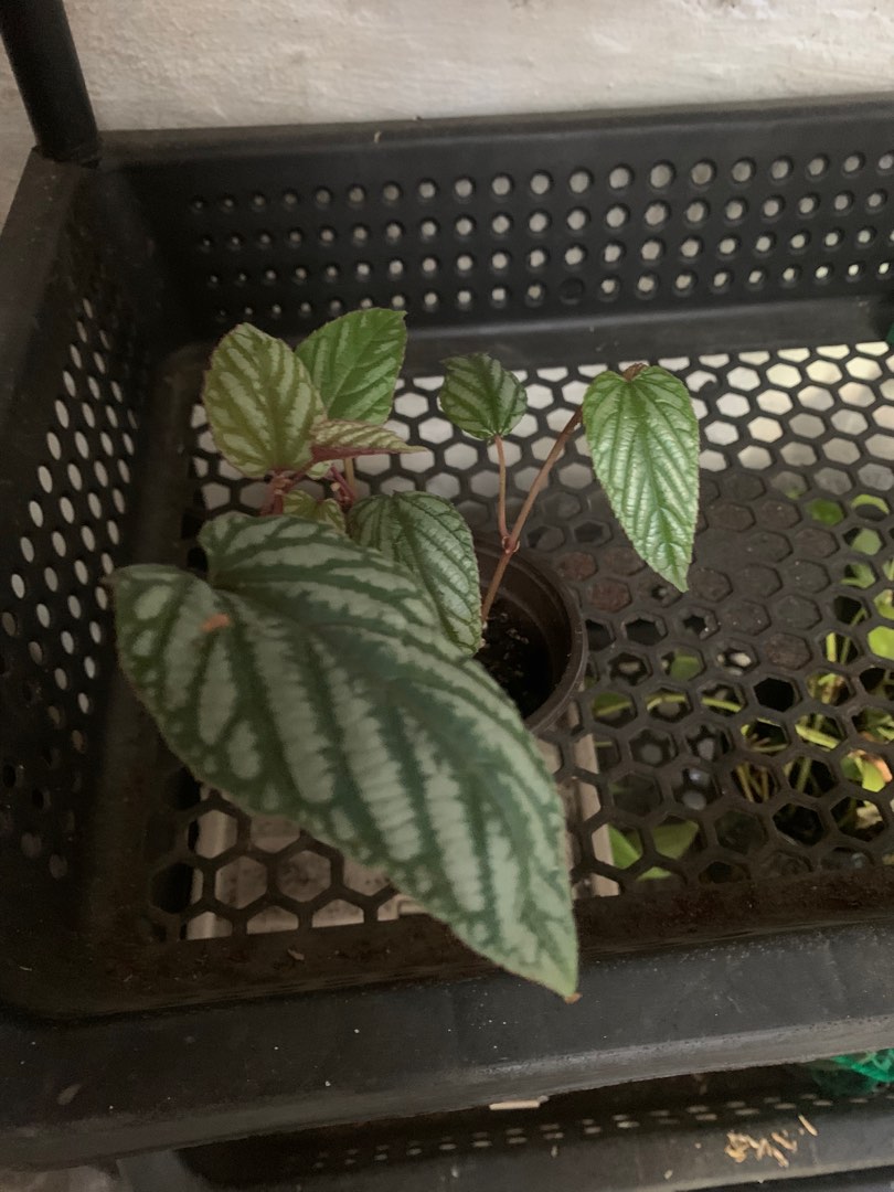 cissus silver form, Furniture & Home Living, Gardening, Plants & Seeds ...