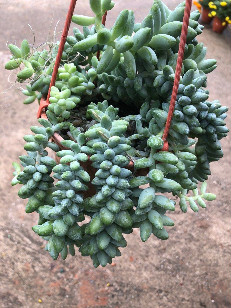 Donkeys tail, Furniture & Home Living, Gardening, Plants & Seeds on ...