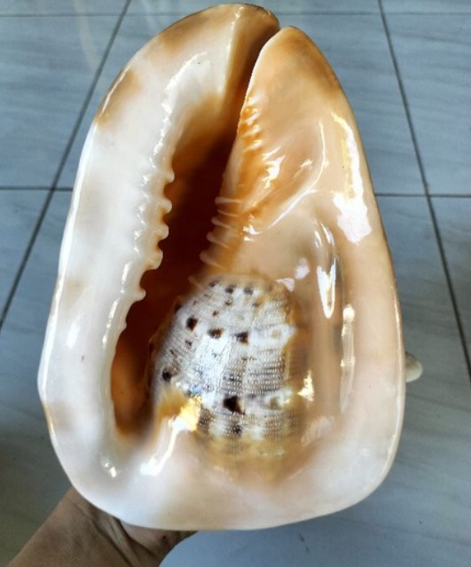 $35.00 - GIANT CONCH SHELL, Hobbies & Toys, Memorabilia & Collectibles ...