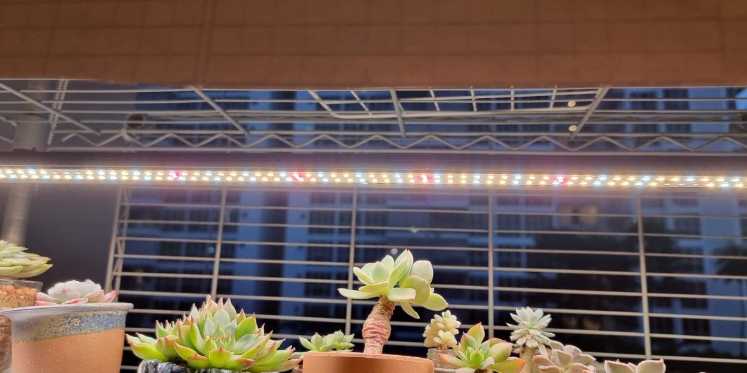 Helios Grow Lights 90cm, Furniture & Home Living, Lighting & Fans ...