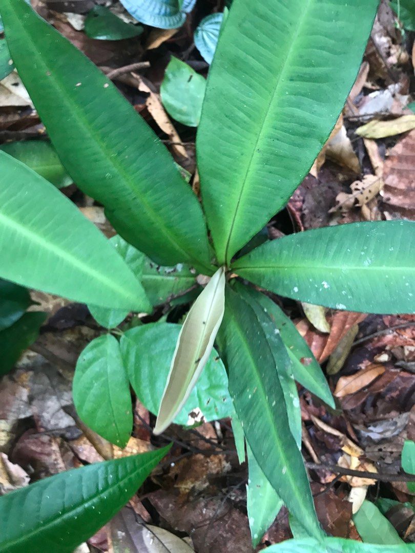 Labisia pumila / Kacip fatimah, Furniture & Home Living, Gardening ...