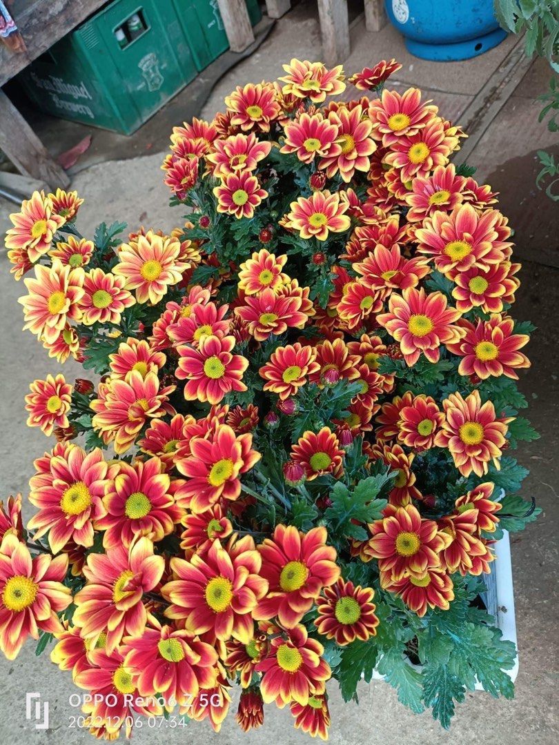 Malaysian Mums, Furniture & Home Living, Gardening, Plants & Seeds on ...