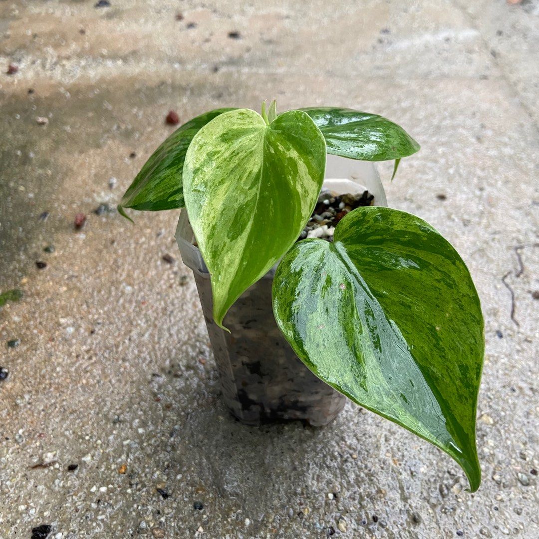 Philodendron Hederaceum Variegated, Furniture & Home Living, Gardening ...