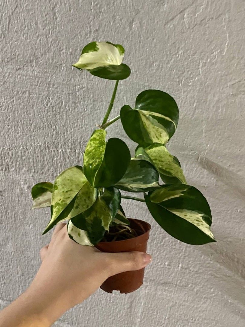 Pot 2 Epipremnum manjula pothos plant cuttings / indoor house plants ...