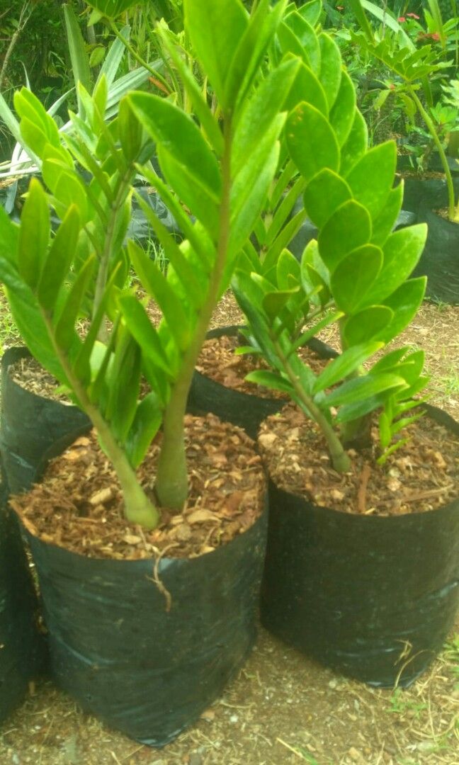 Zamia kulkas/ pohon dolar, Perkebunan di Carousell