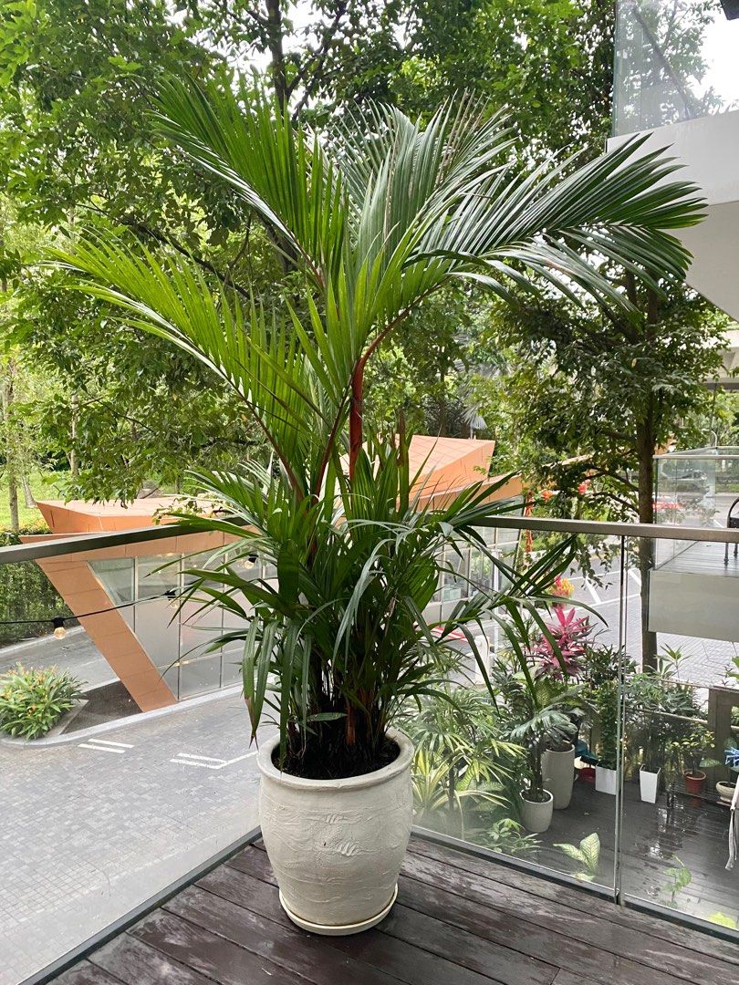 2 meter tall plant, Furniture & Home Living, Gardening, Plants & Seeds ...