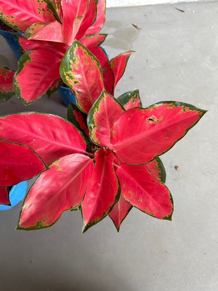 Aglaonema Red Master (2stems) $10 each, Furniture & Home Living ...