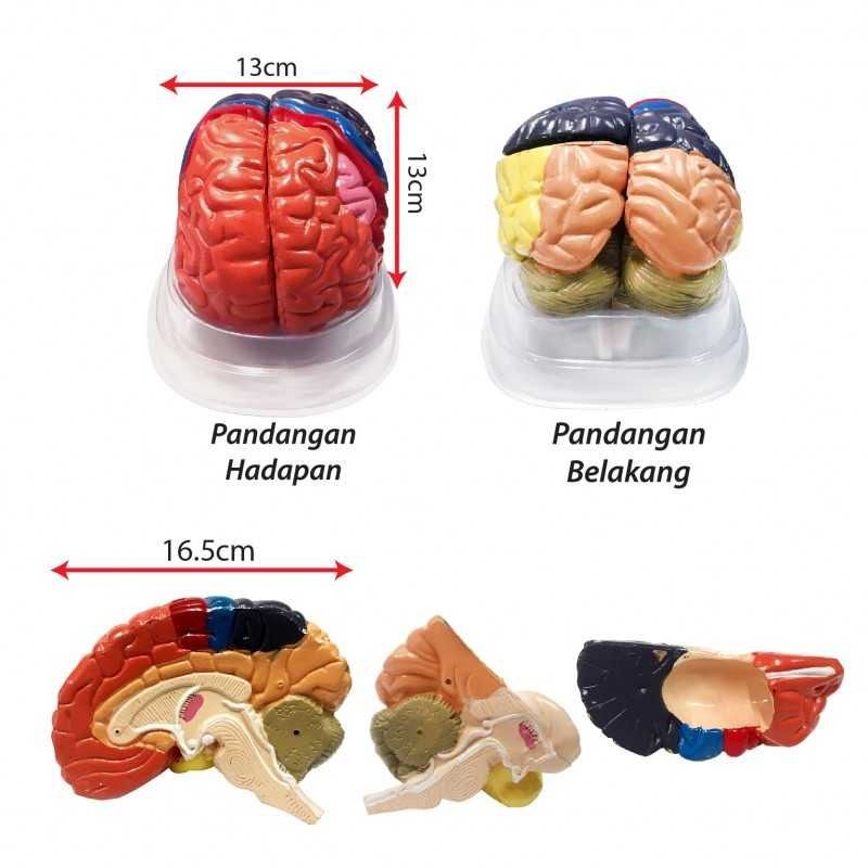 Model of Human Brain (Colour), Hobbies & Toys, Stationery & Craft ...