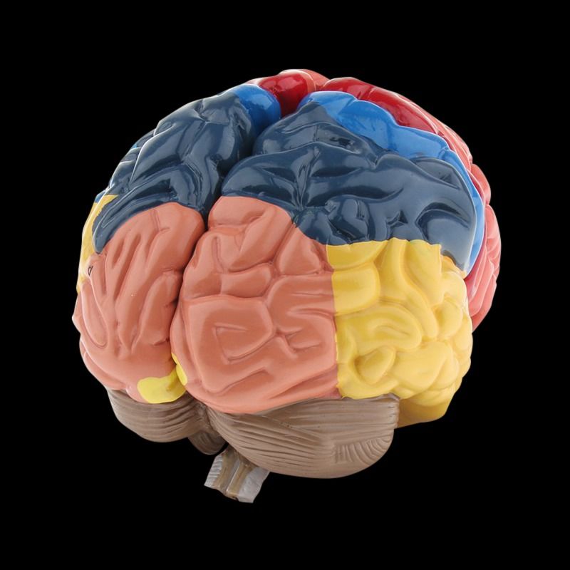 Model of Human Brain (Colour), Hobbies & Toys, Stationery & Craft ...