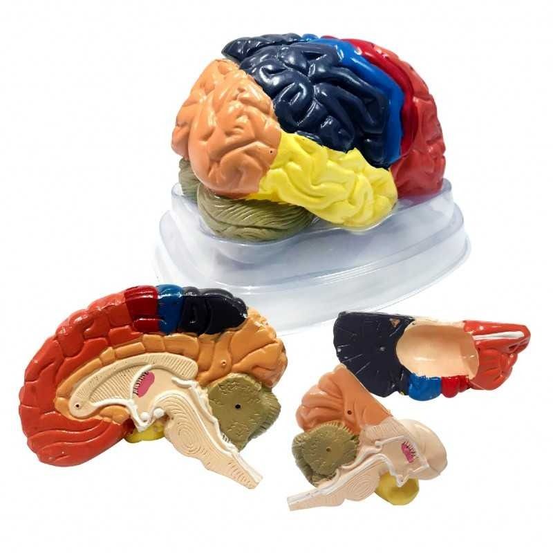 Model of Human Brain (Colour), Hobbies & Toys, Stationery & Craft ...