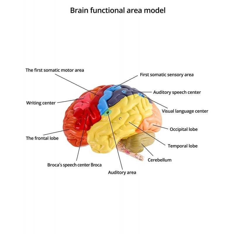Model of Human Brain (Colour), Hobbies & Toys, Stationery & Craft ...