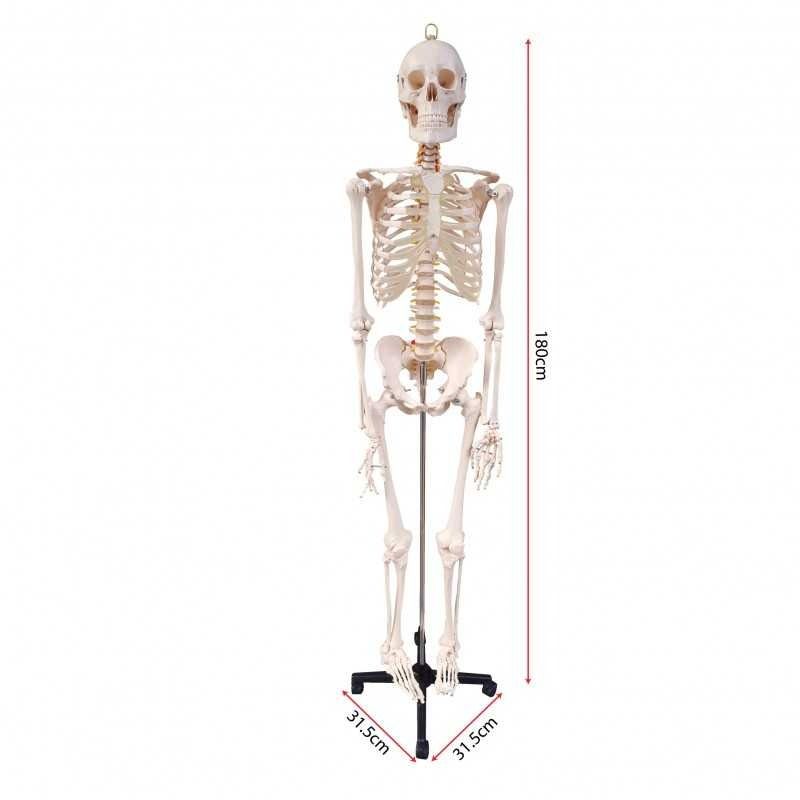 Model of Human Skeleton 180cm (Iron Stand), Hobbies & Toys, Stationery ...