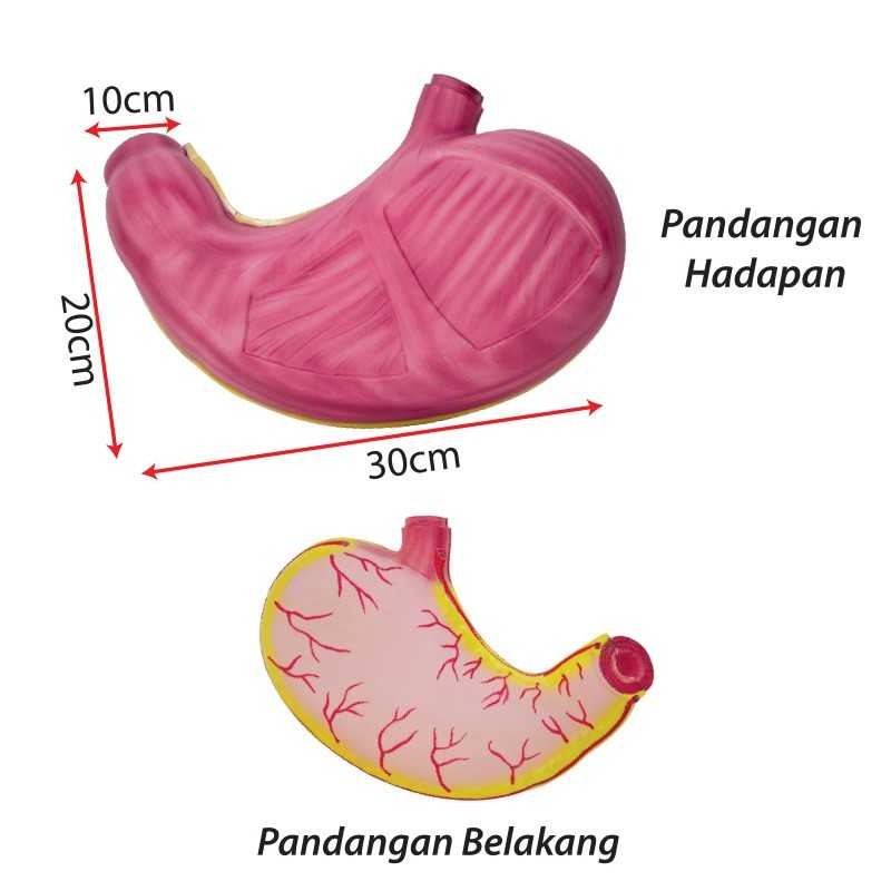 Model Of Human Stomach, Hobbies & Toys, Stationery & Craft, Stationery ...