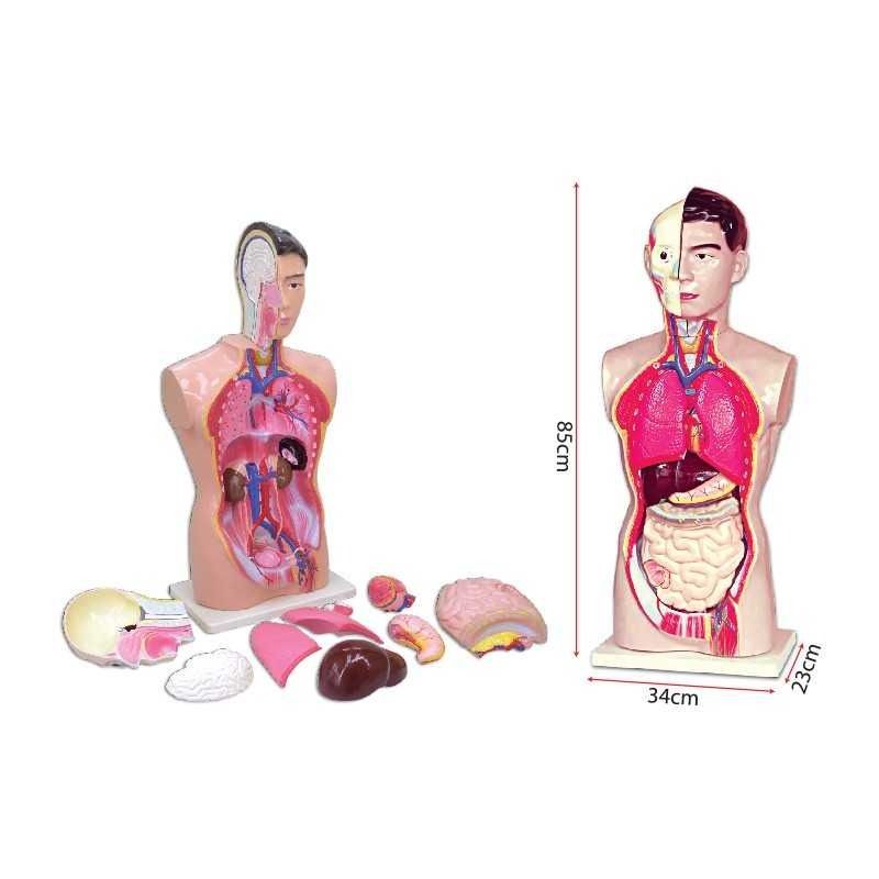 Model of Human Torso (L), Hobbies & Toys, Stationery & Craft ...