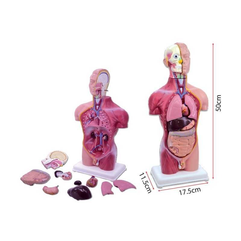 Model of Human Torso (S), Hobbies & Toys, Stationery & Craft ...