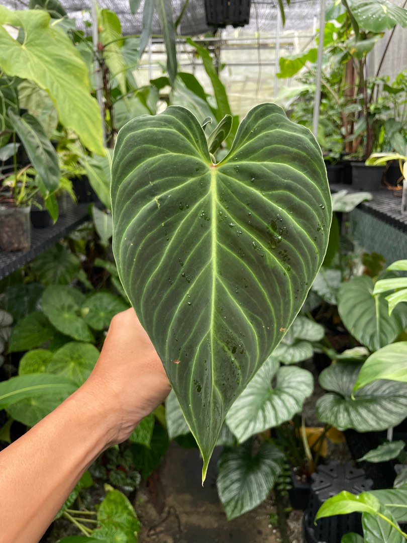 Philodendron splendid, Furniture & Home Living, Gardening, Plants ...