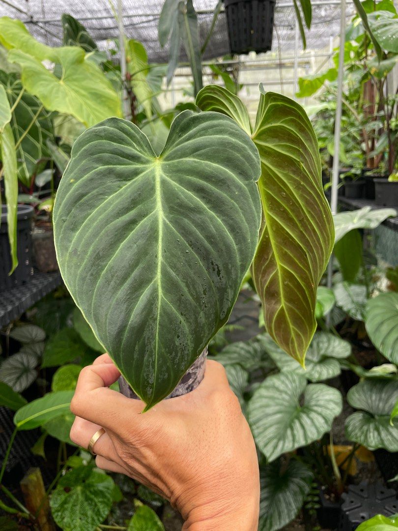 Philodendron splendid, Furniture & Home Living, Gardening, Plants ...