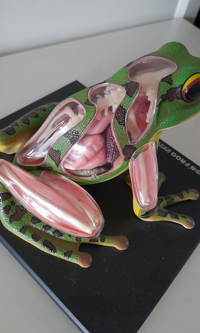 4d vision frog anatomy model, Hobbies & Toys, Toys & Games on Carousell
