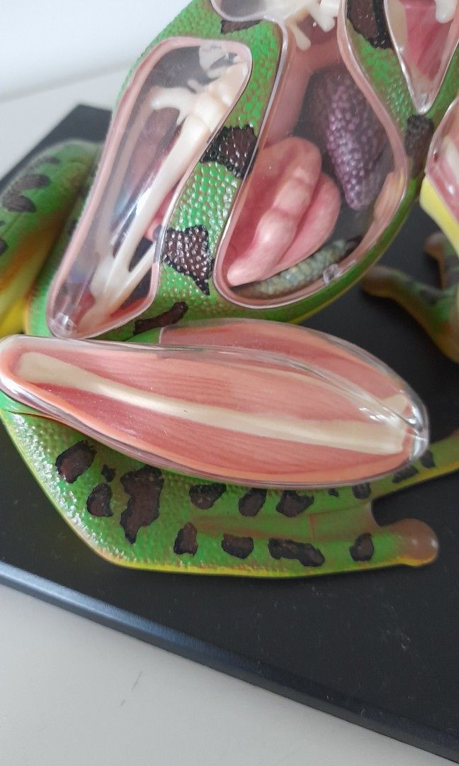 4d vision frog anatomy model, Hobbies & Toys, Toys & Games on Carousell