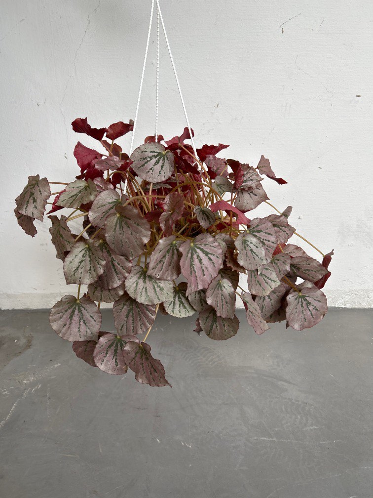 Begonia Martin Mystery in hanging Pot, Furniture & Home Living ...