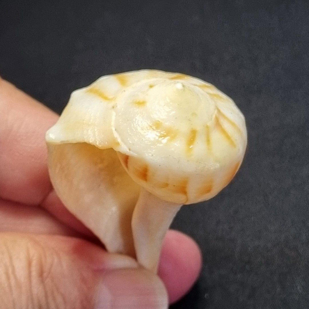 Conch Shell - Right Hand Turn Rare, Hobbies & Toys, Memorabilia ...