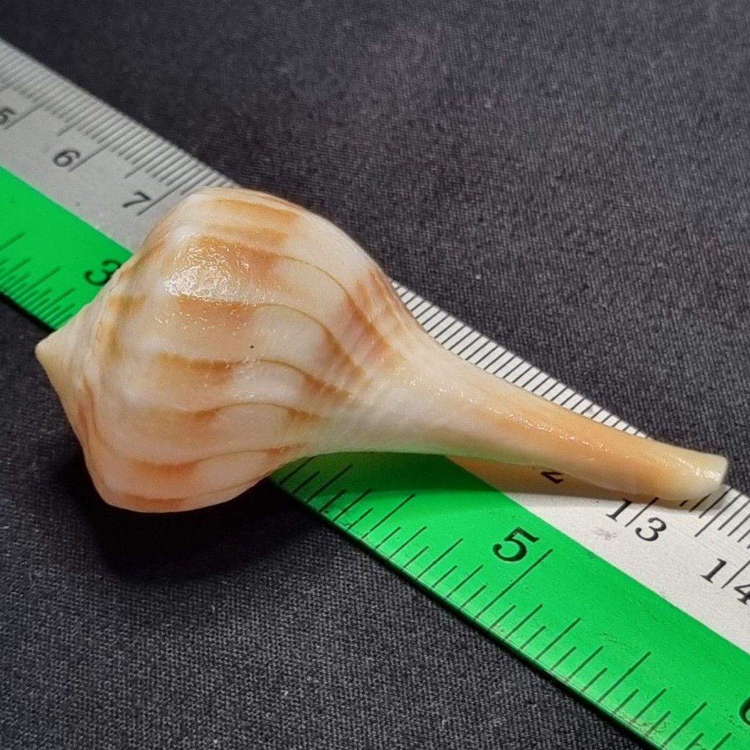 Conch Shell - Right Hand Turn Rare, Hobbies & Toys, Memorabilia ...