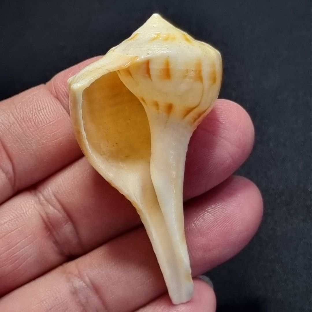 Conch Shell - Right Hand Turn Rare, Hobbies & Toys, Memorabilia ...