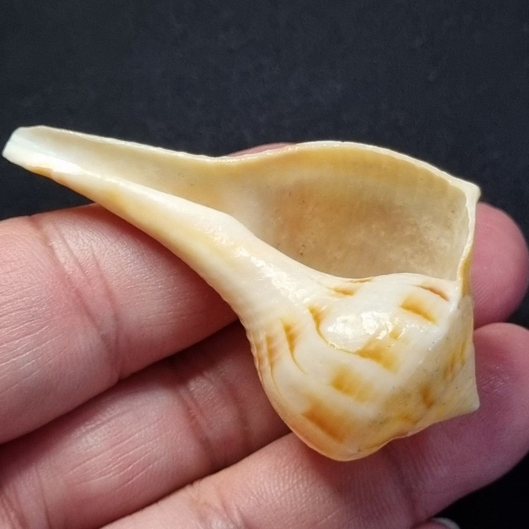 Conch Shell - Right Hand Turn Rare, Hobbies & Toys, Memorabilia ...