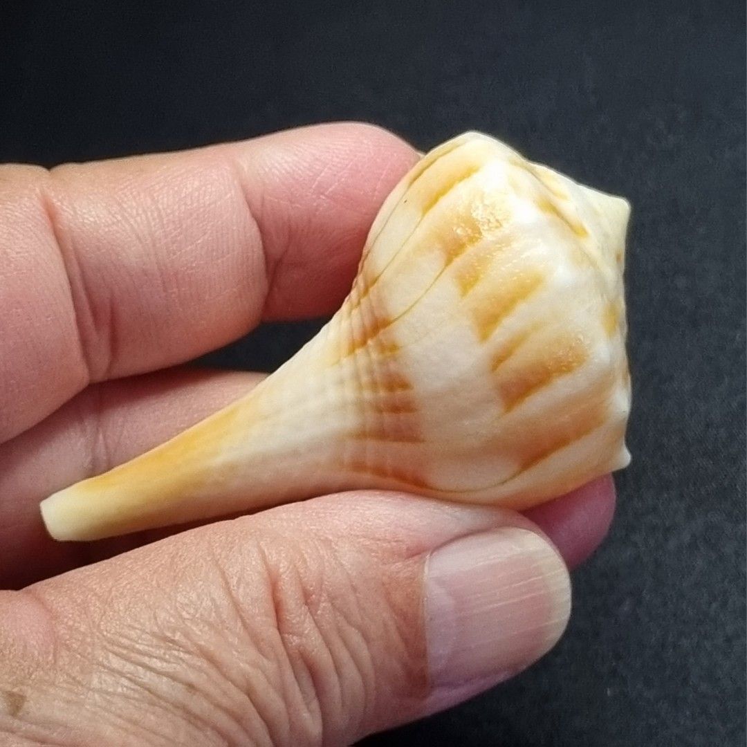 Conch Shell - Right Hand Turn Rare, Hobbies & Toys, Memorabilia ...
