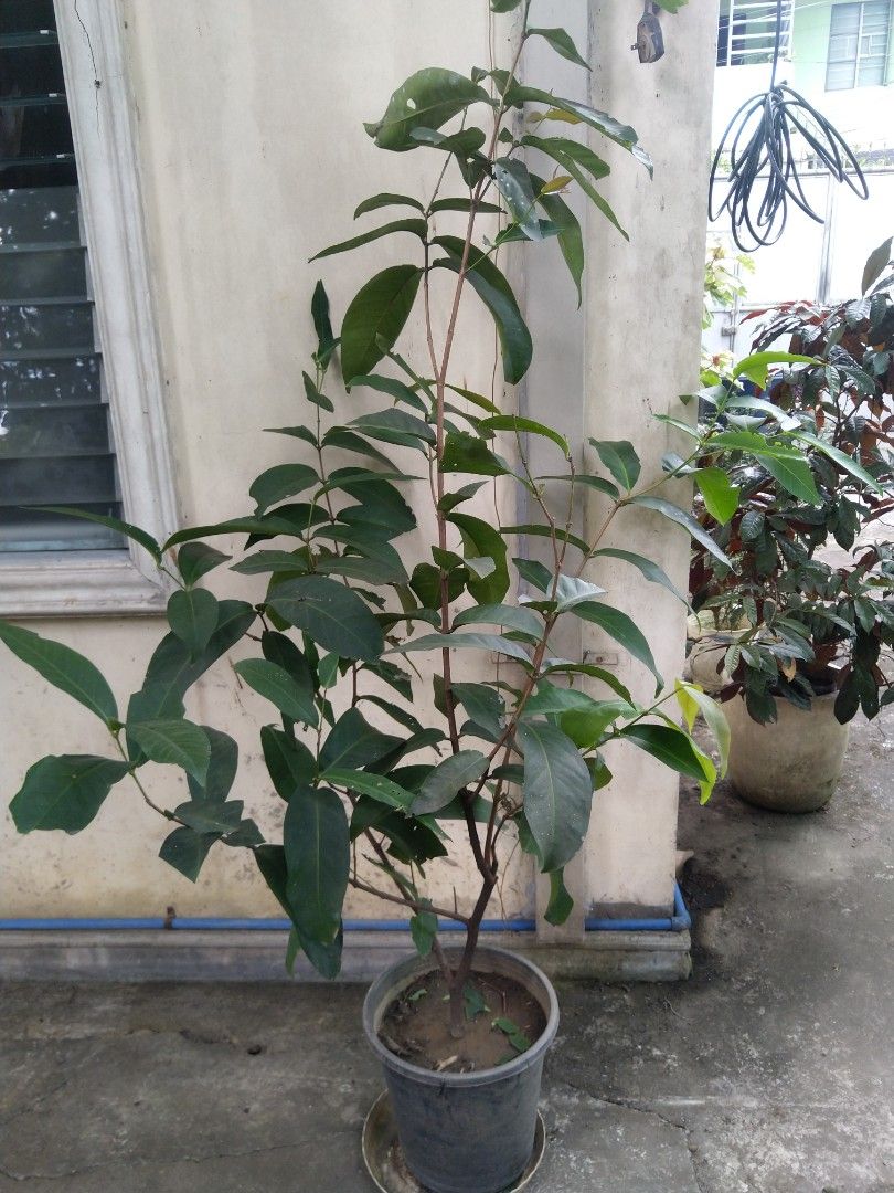 Green macopa tree, Furniture & Home Living, Gardening, Plants & Seeds ...