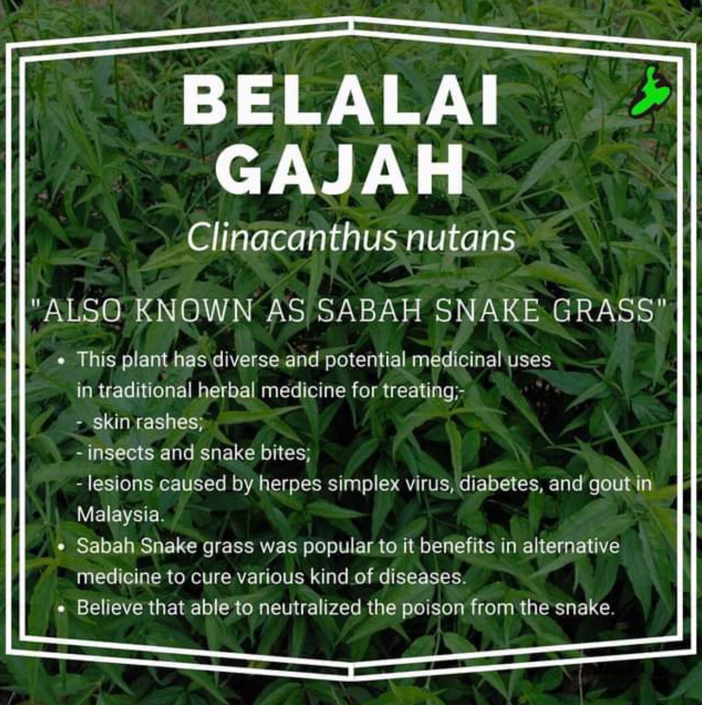 Sabah snake grass/ Belalai gajah, Furniture & Home Living, Gardening ...