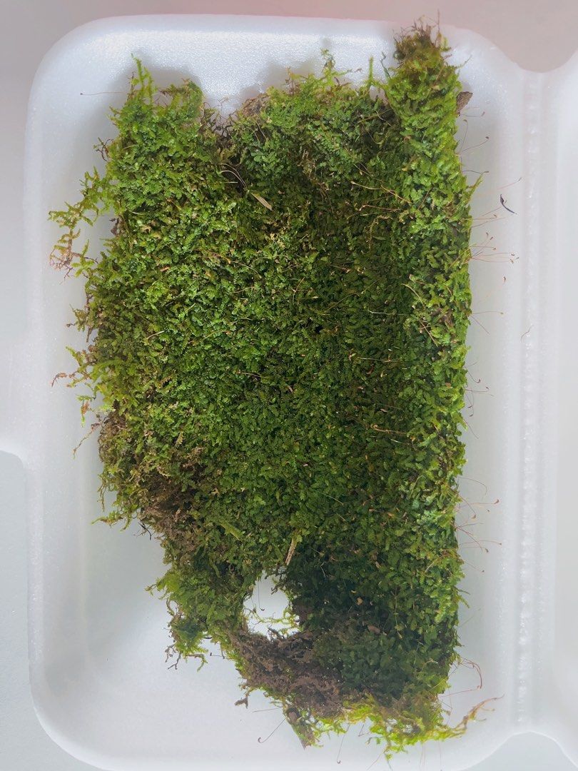 Terrarium moss Malayan moss real moss, Furniture & Home Living ...
