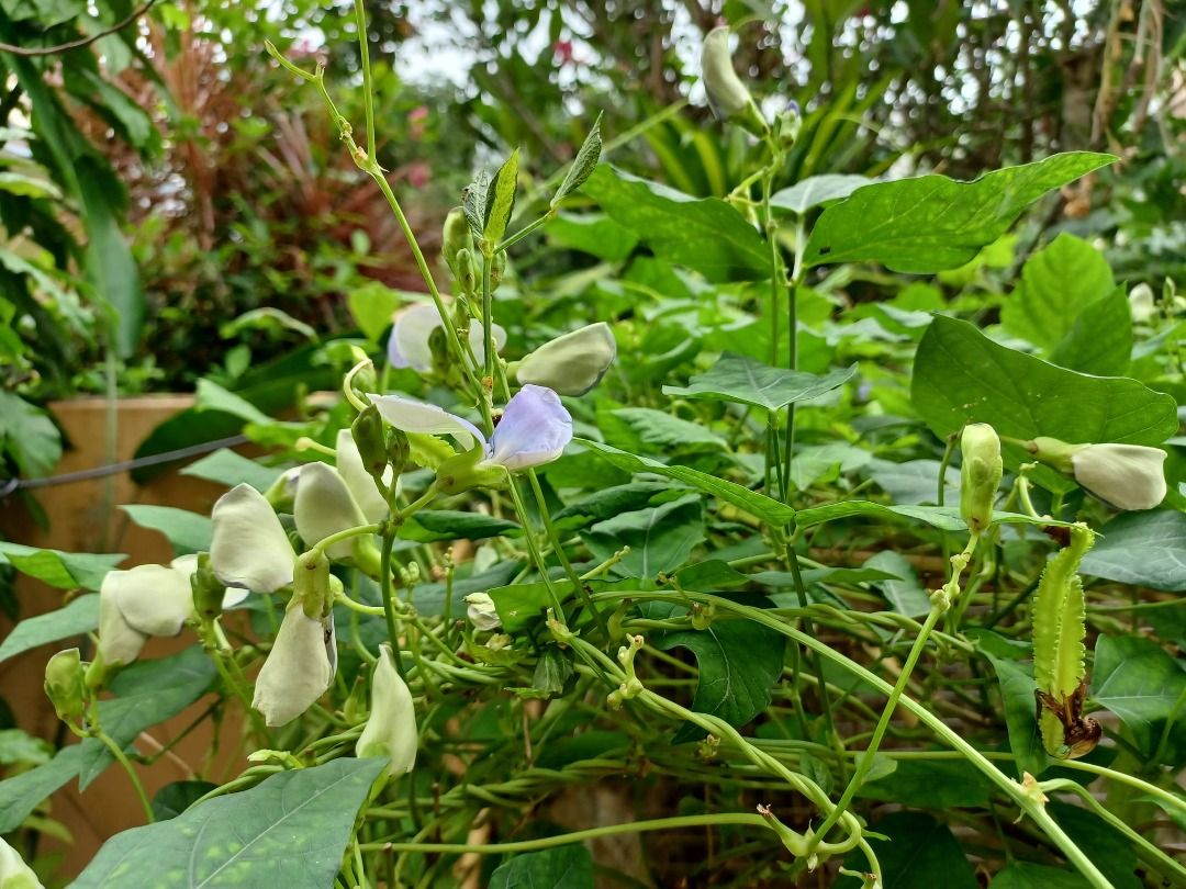 Winged bean/four-angled bean seeds, Furniture & Home Living, Gardening ...