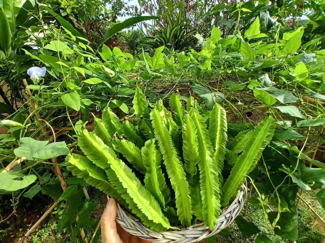 Winged bean/four-angled bean seeds, Furniture & Home Living, Gardening ...